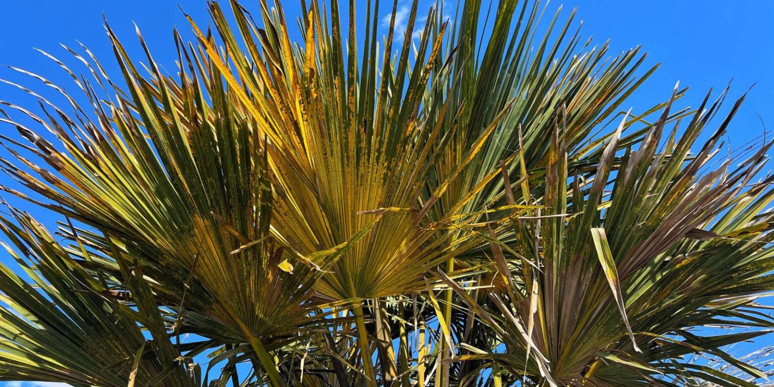 Frontpage - Bula'bula Arts